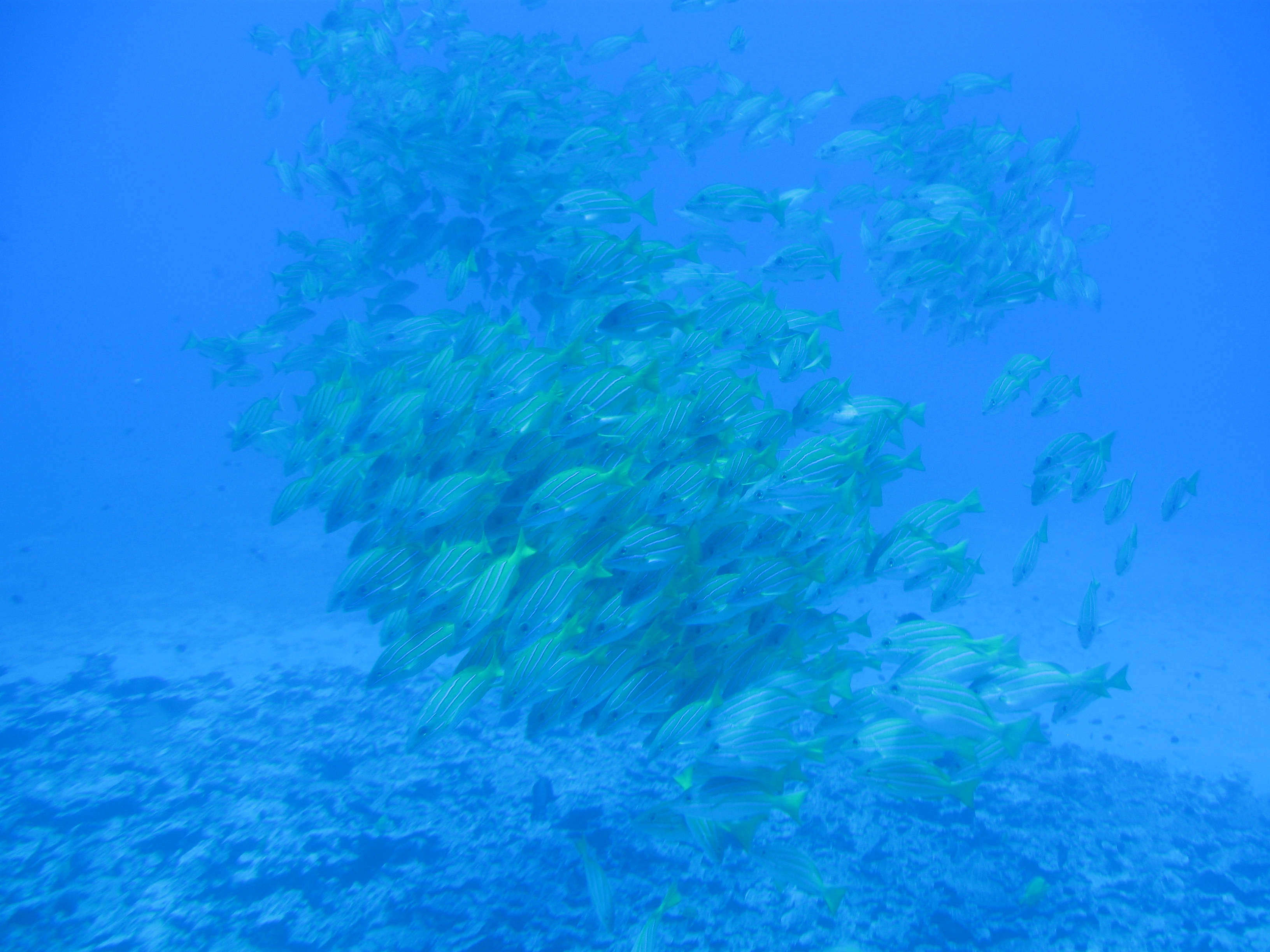 atlantis School fo fish - Maui Sights & Treasures